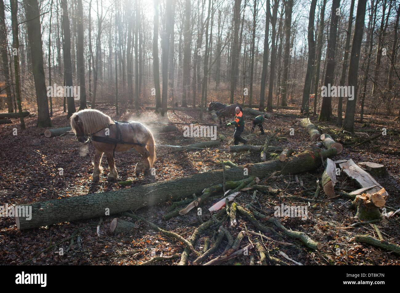 Chorin, Germany. 10th Feb, 2014. Brothers Mario (FRONT) and Hardy ...