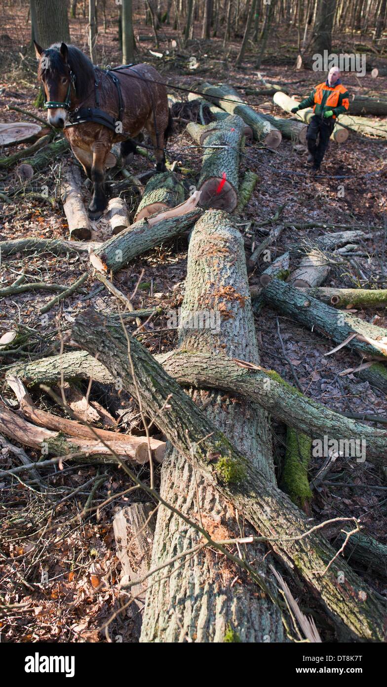 Logging horses hi-res stock photography and images - Alamy