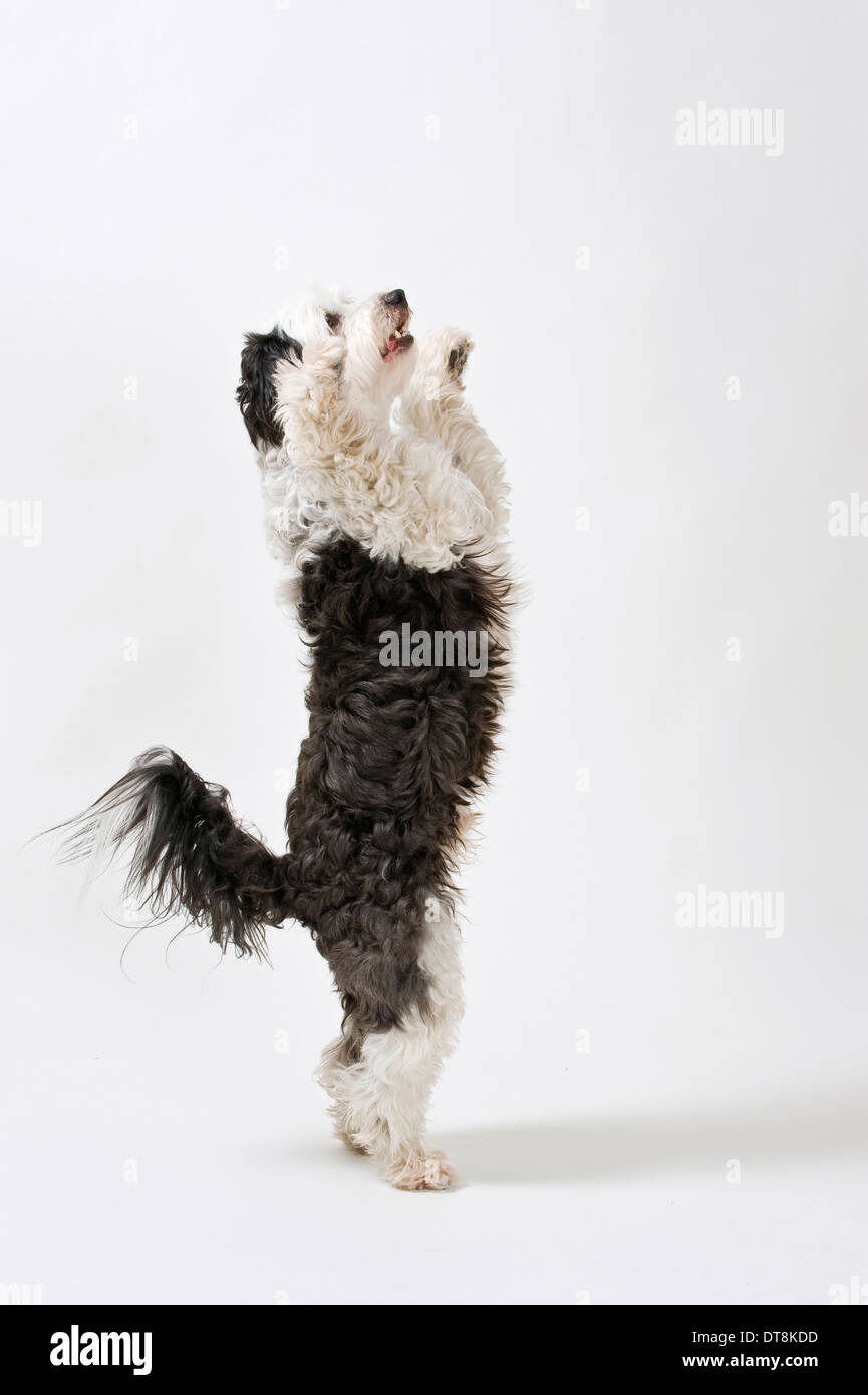 Mixed-breed dog adult standing upright Studio picture against a white ...