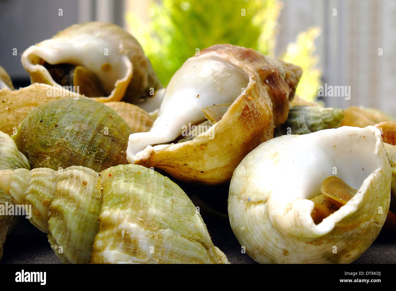 Common whelk hi-res stock photography and images - Alamy