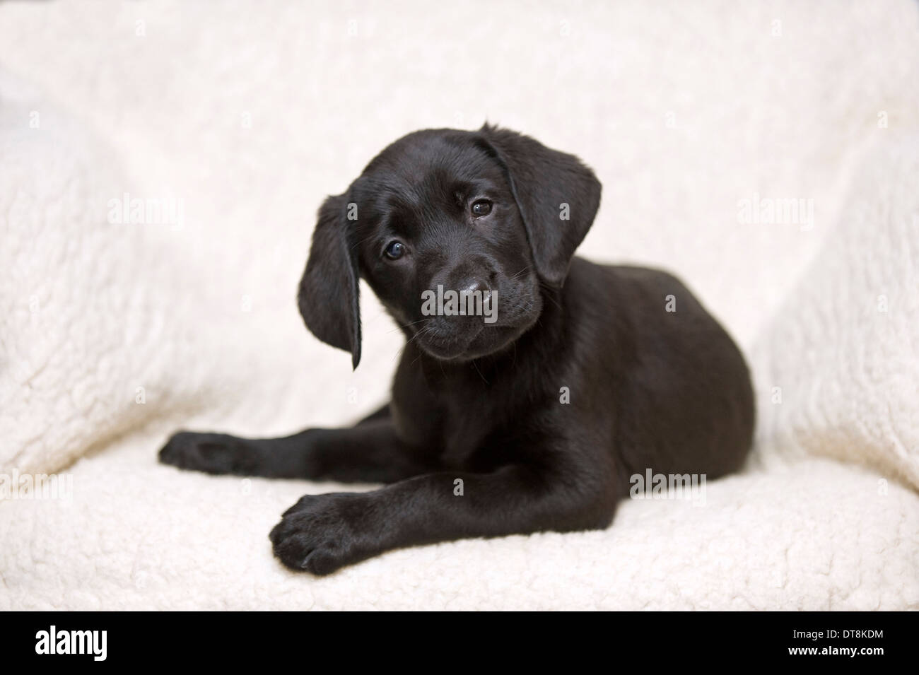 Labrador Retriever Black Puppy (9 weeks old) lying on a white blanket ...