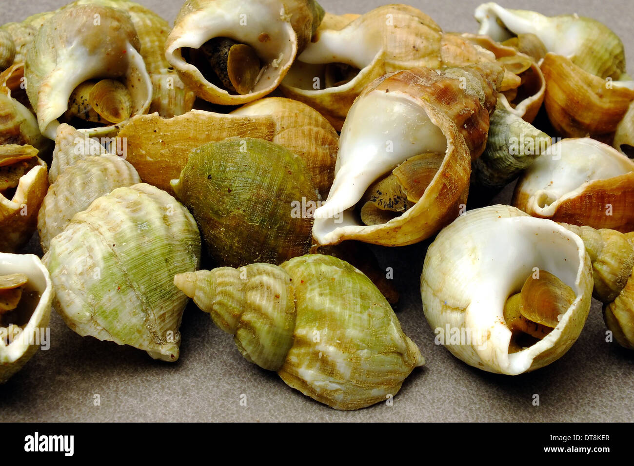 Common whelks hi-res stock photography and images - Alamy