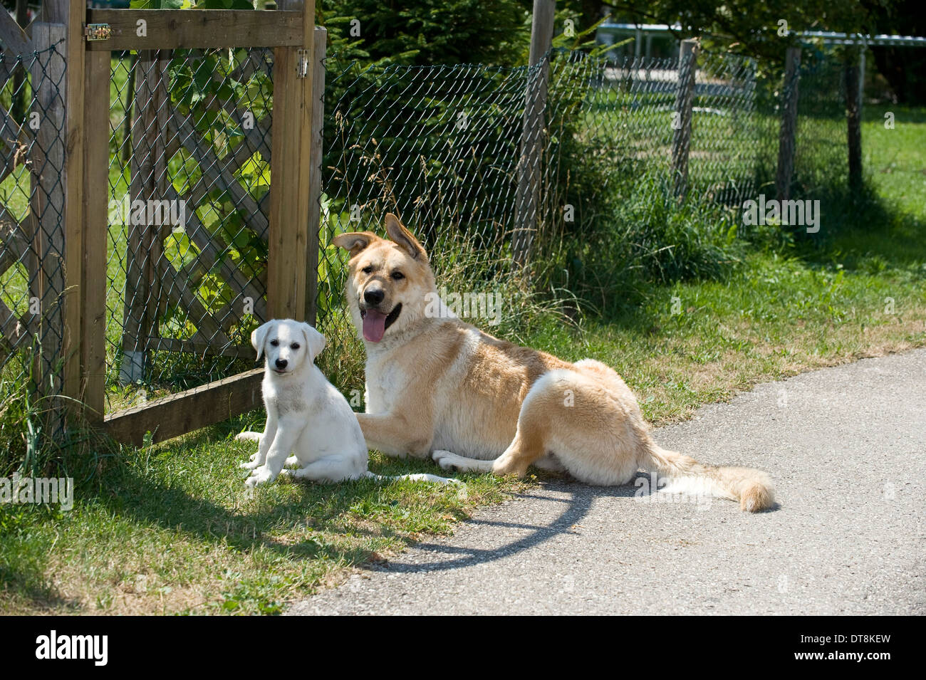 Mixed-breed dog Male with its daughter (9 weeks old) waiting in front ...