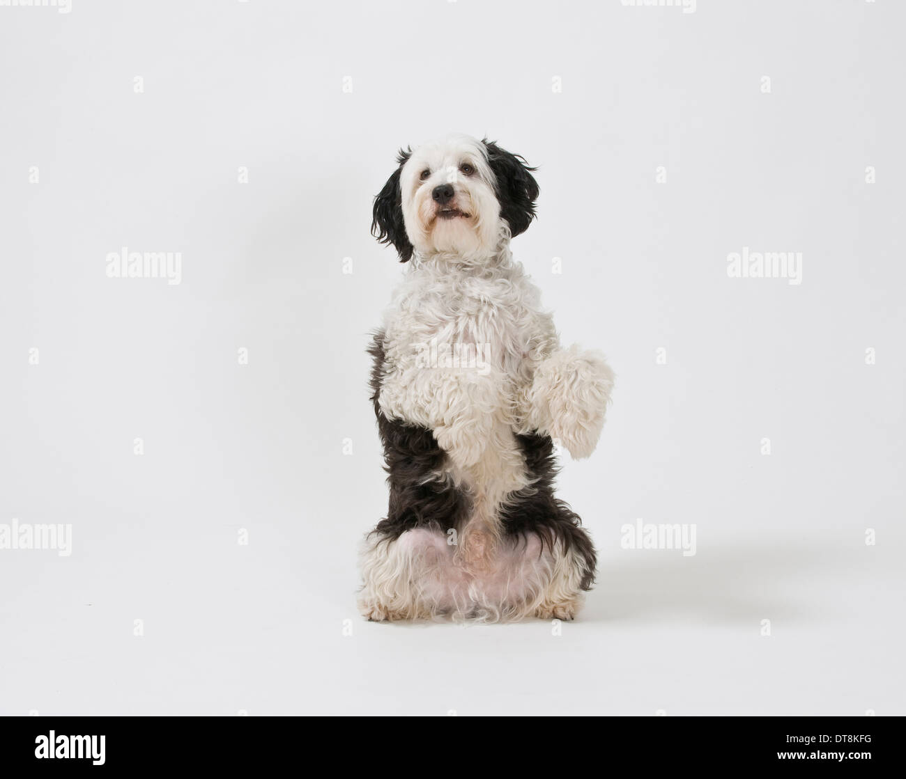 Sitting on his haunches hi-res stock photography and images - Alamy
