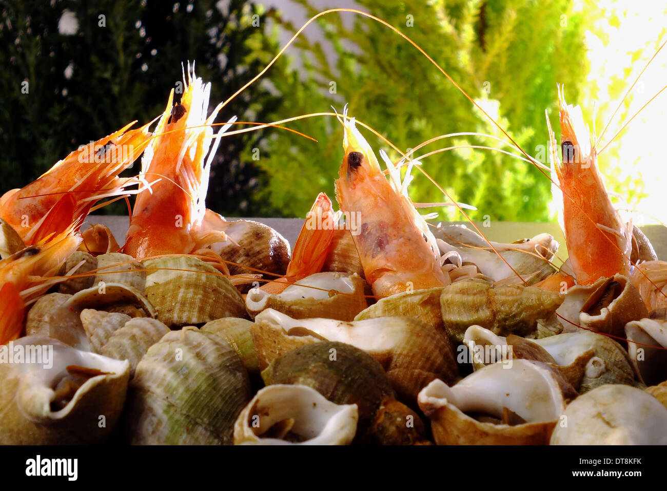Common whelks hi-res stock photography and images - Alamy