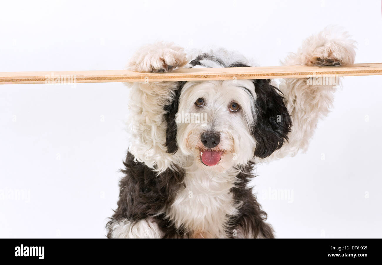 Mixed-breed dog adult standing upright while looking out from under a ...