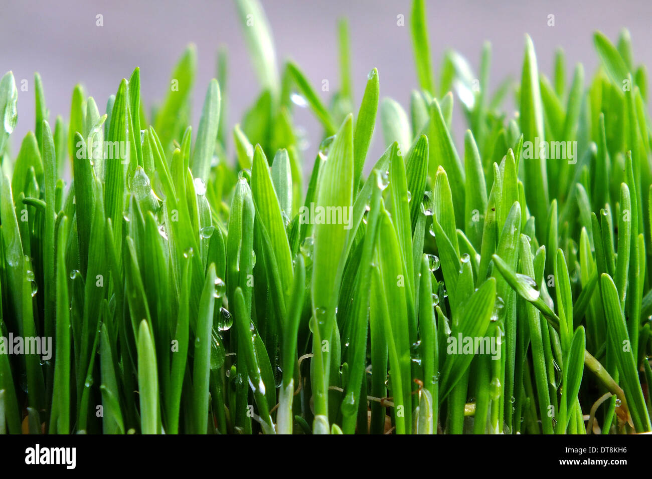 Catgrass hi-res stock photography and images - Alamy