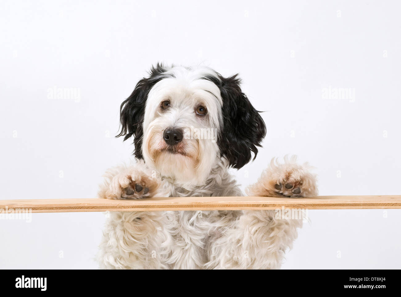 Mixed-breed dog adult standing upright while looking over a board ...
