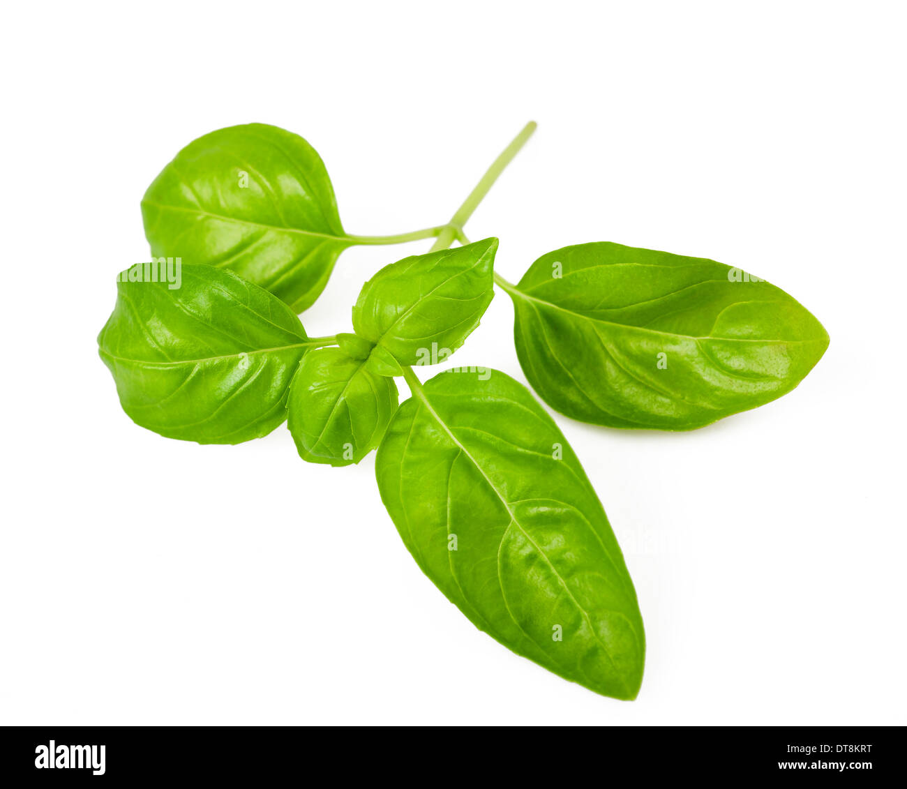 Sprig of basil isolated on white Stock Photo - Alamy