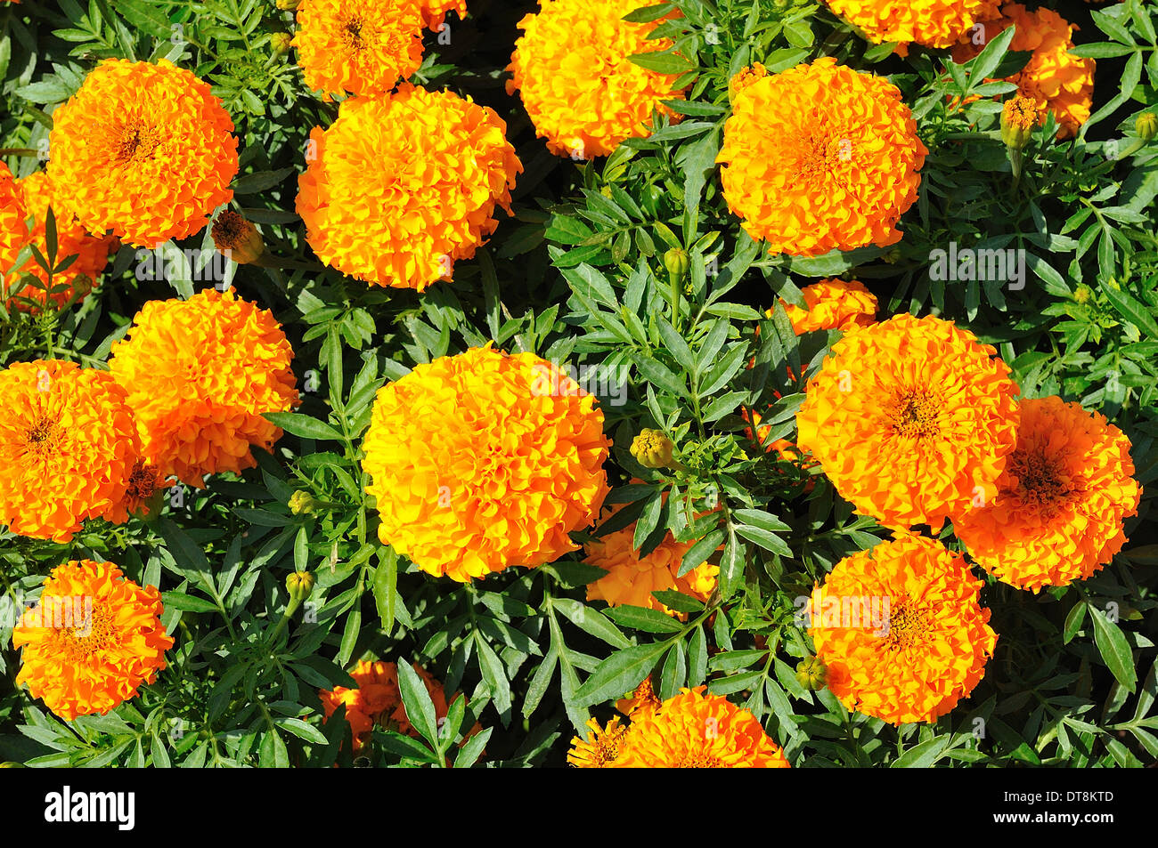 Marigold - Tagetes erecta L Stock Photo - Alamy