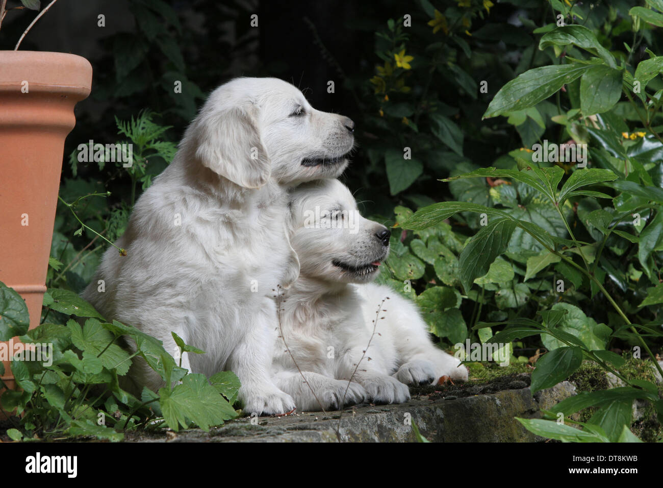 Golden Retriever Two puppies (7 weeks old) lying in a garden Stock ...