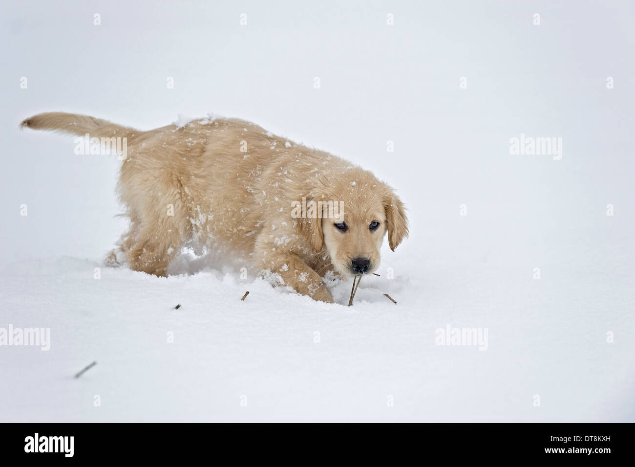 Golden retriever digging hi-res stock photography and images - Alamy