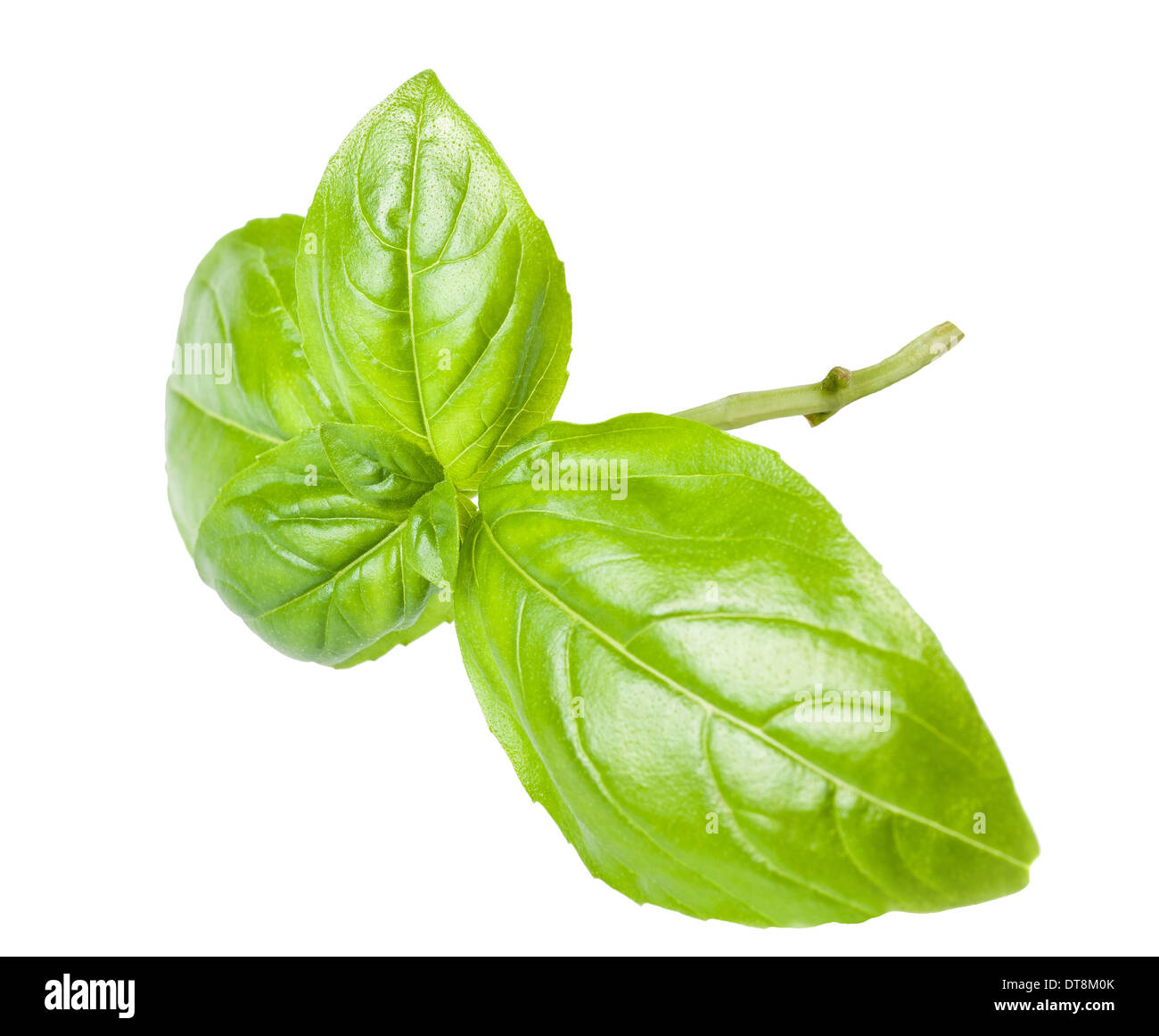 Sprig of basil isolated on white Stock Photo - Alamy