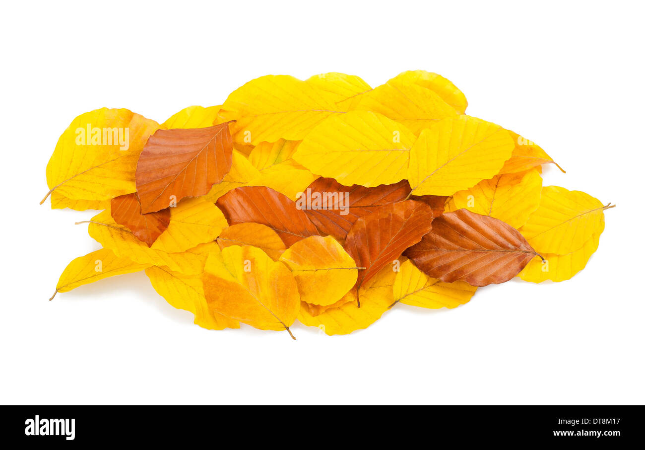 Dried fallen Cut Out Stock Images & Pictures - Alamy