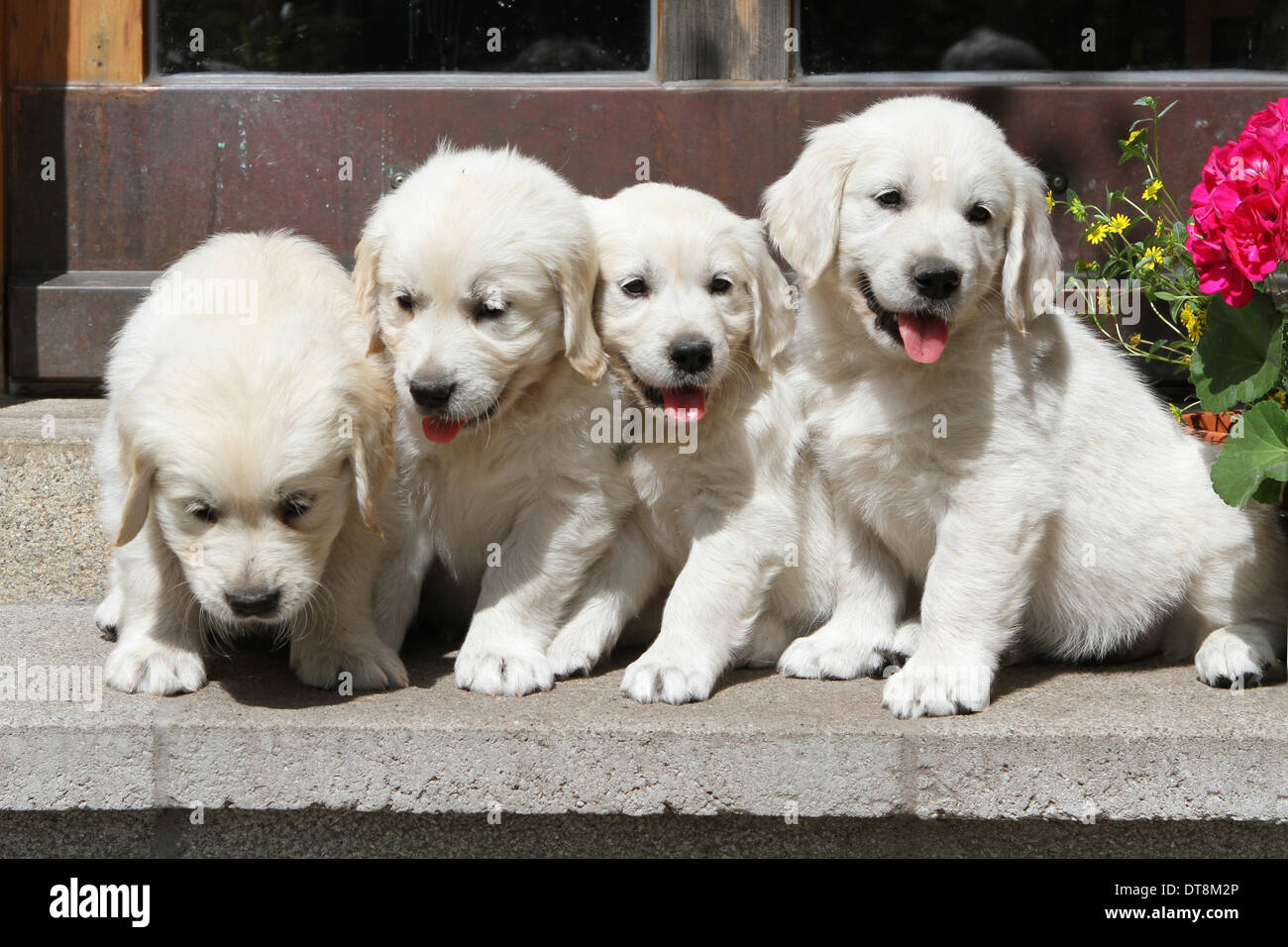 Golden Retriever Four puppies (7 weeks old) on a stair Stock Photo - Alamy