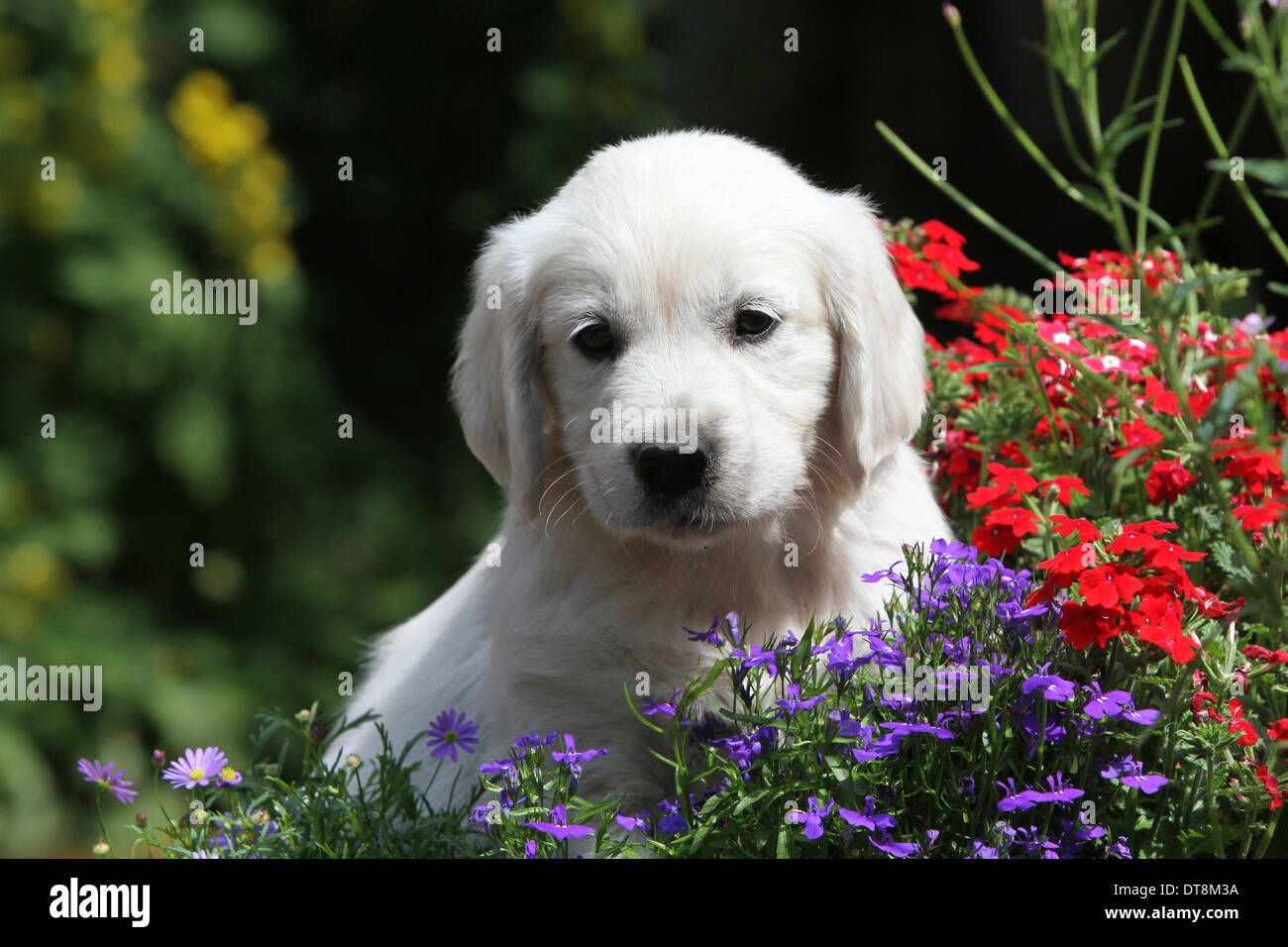 Golden Retriever Puppy (7 weeks old) next to garden flowers Stock Photo ...