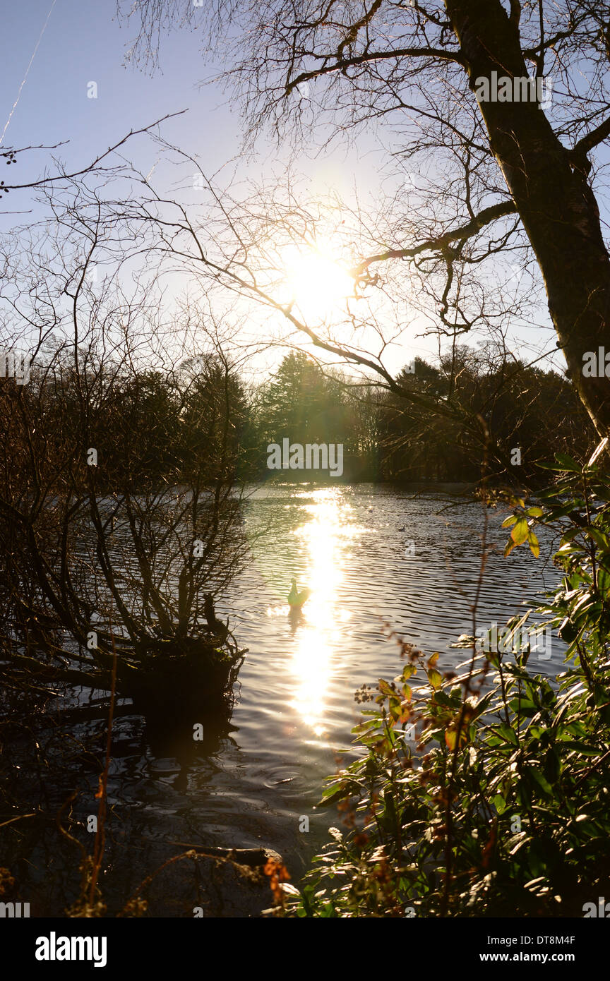 TREE OVER SUNLIT POND Stock Photo - Alamy