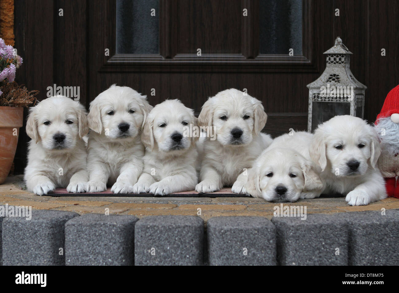 Golden Retriever Six puppies (6 weeks old) lying in front of a front ...