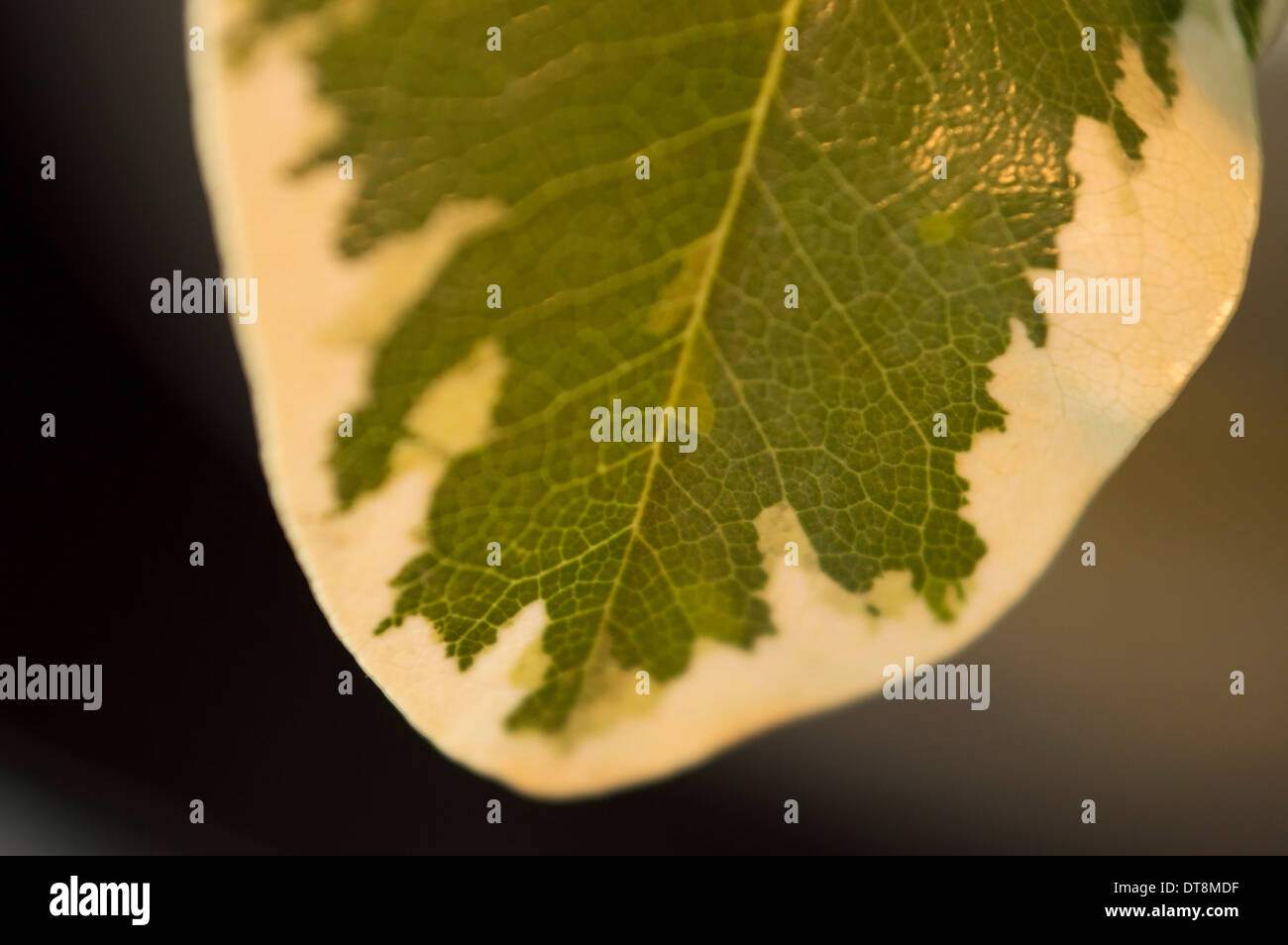 Variegated leaf hi-res stock photography and images - Alamy