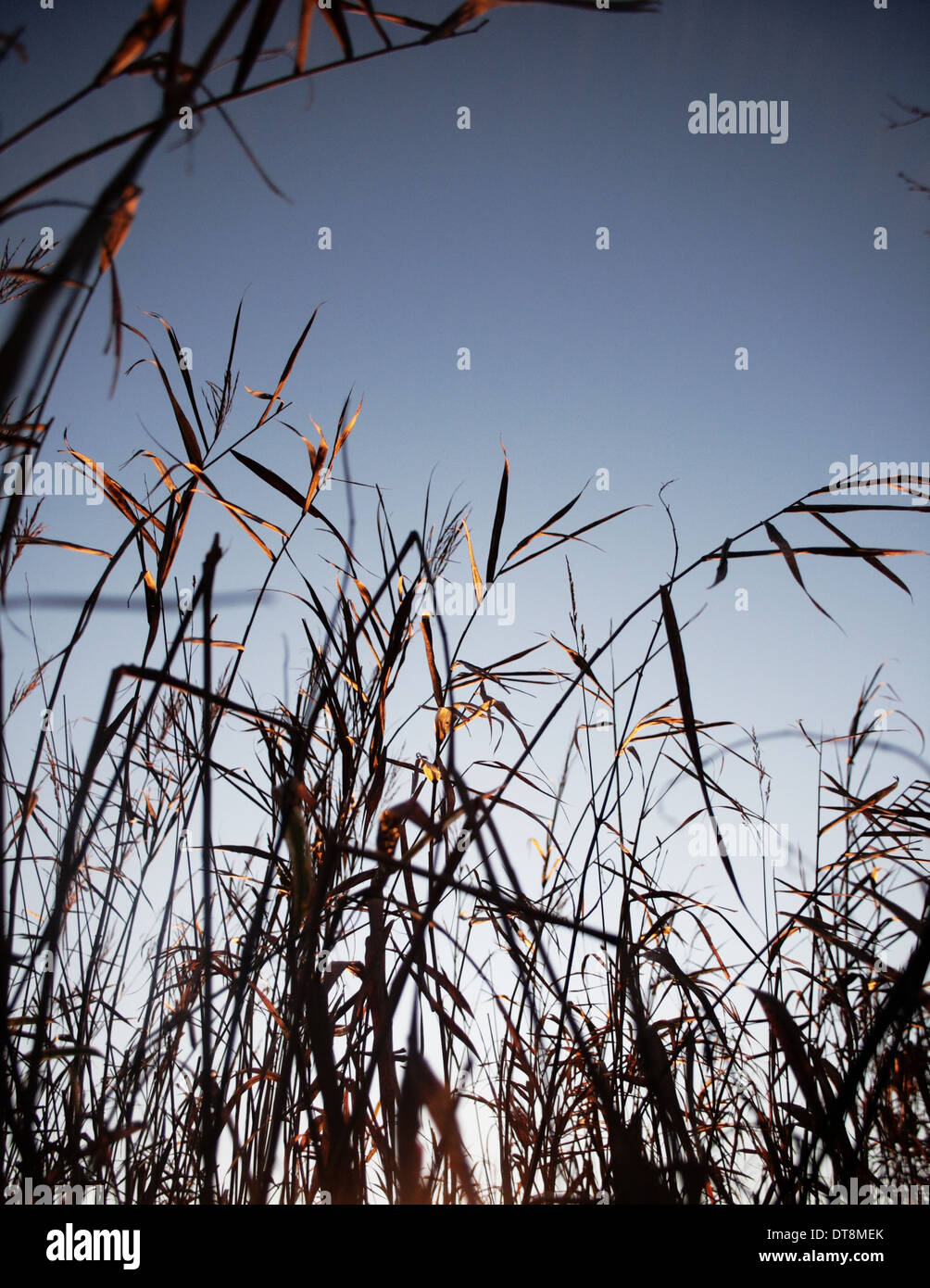 Natural wetlands grass Stock Photo - Alamy