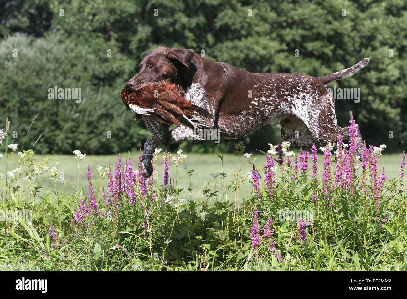 German Shorthaired Pointer Male (4 years old) jumping over wildflowers ...