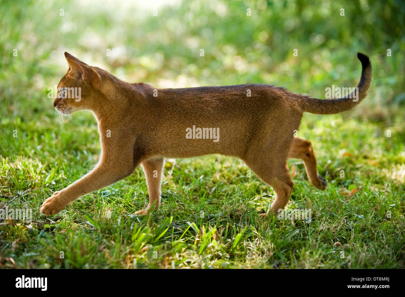 Abyssinian cat outdoors hi-res stock photography and images - Alamy