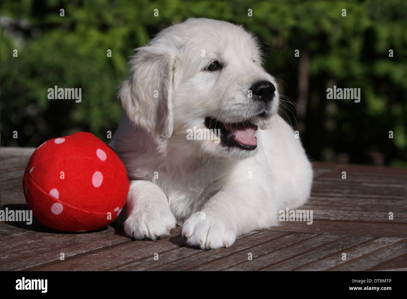 Golden Retriever Male puppy (7 weeks old) lying next to a red ball ...