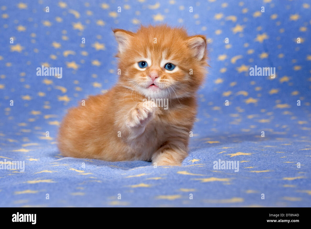 American Longhair, Maine Coon Kitten (red tabby, 4 weeks old) lying on ...