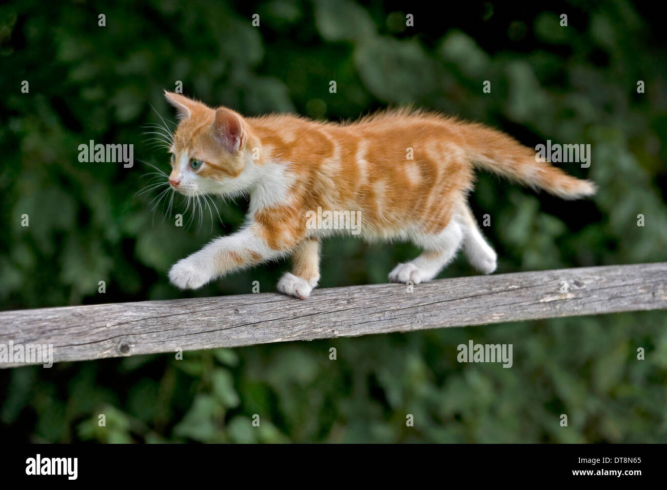 European Shorthair cat Kitten (9 weeks old) balancing on a wooden fence ...