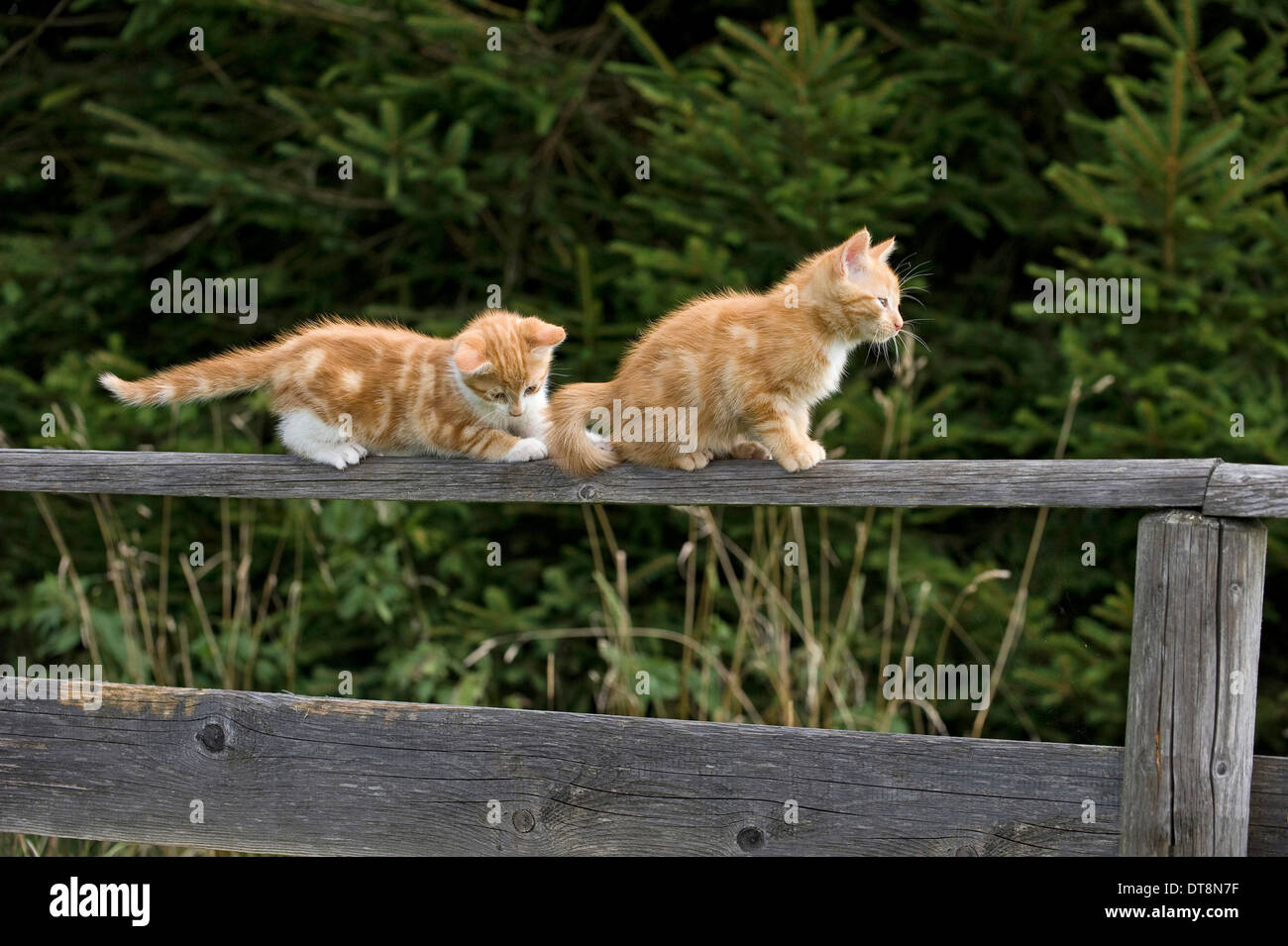 European Shorthair cat Two kittens (9 weeks old) balancing on a wooden ...