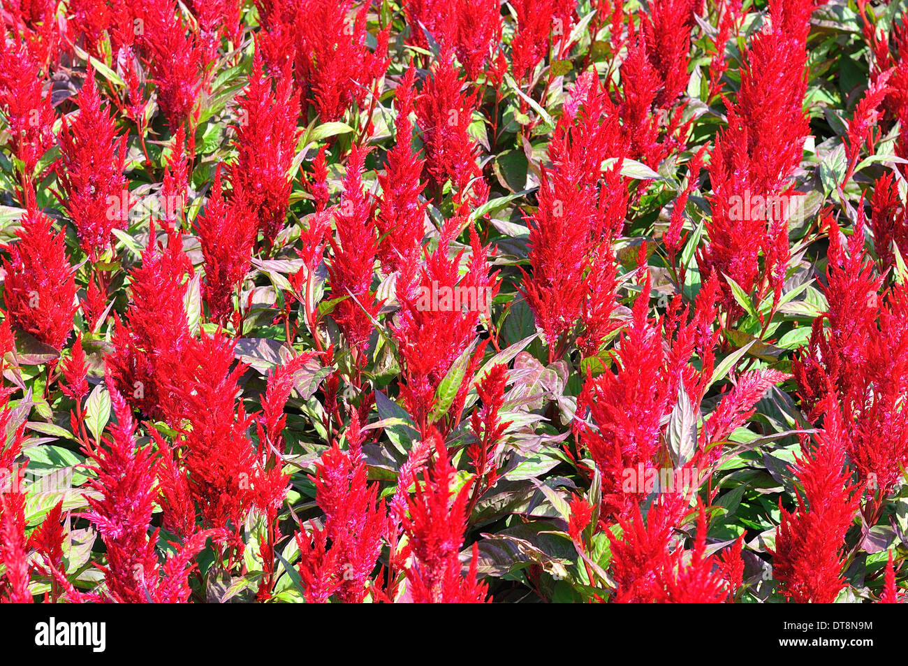 Red flower in grass field for background Stock Photo - Alamy