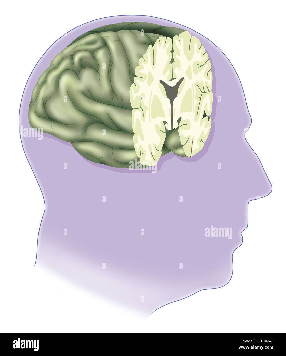 Old anatomy drawing hi-res stock photography and images - Alamy