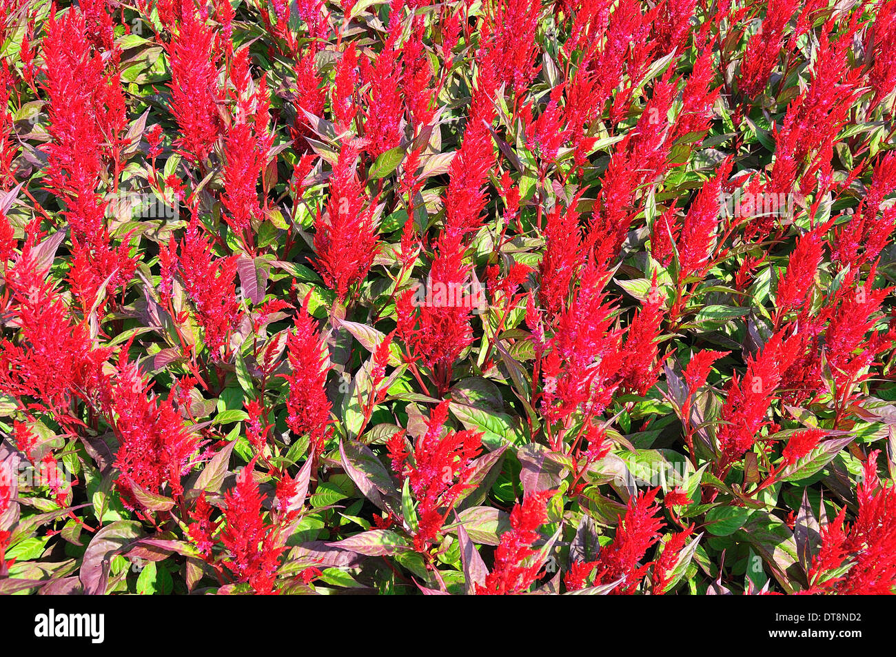 Red of many small flower, look like stars Stock Photo - Alamy