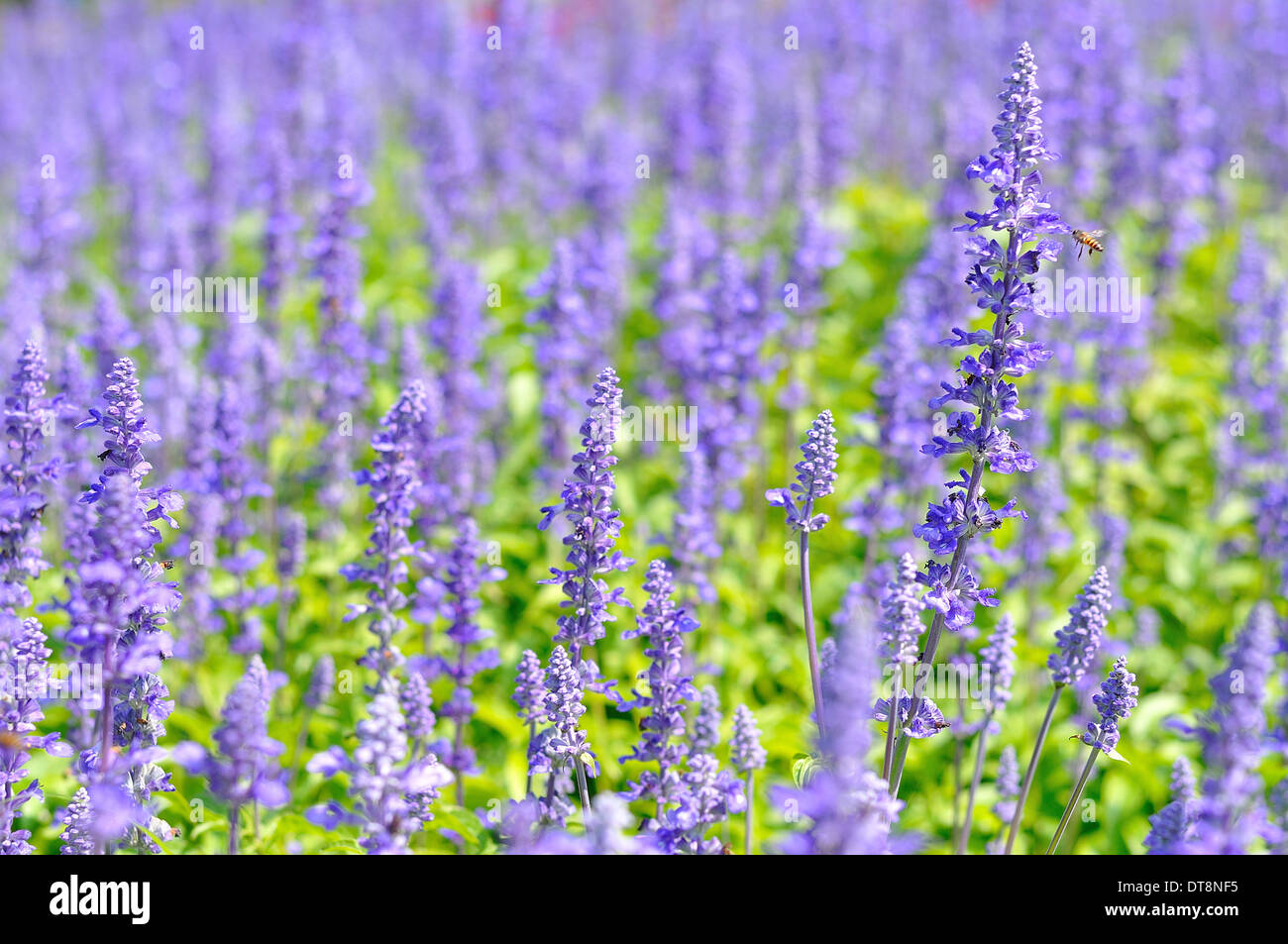 Violet flower field hi-res stock photography and images - Alamy