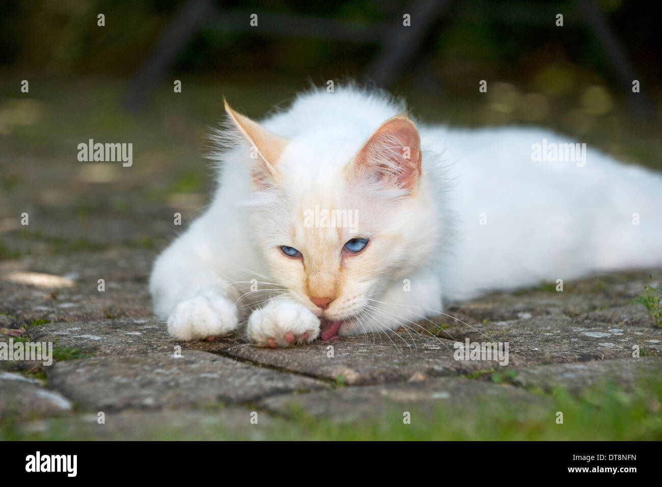 Sacred Birman Tomcat (cream-point, 10 month old) lying on slabs while ...