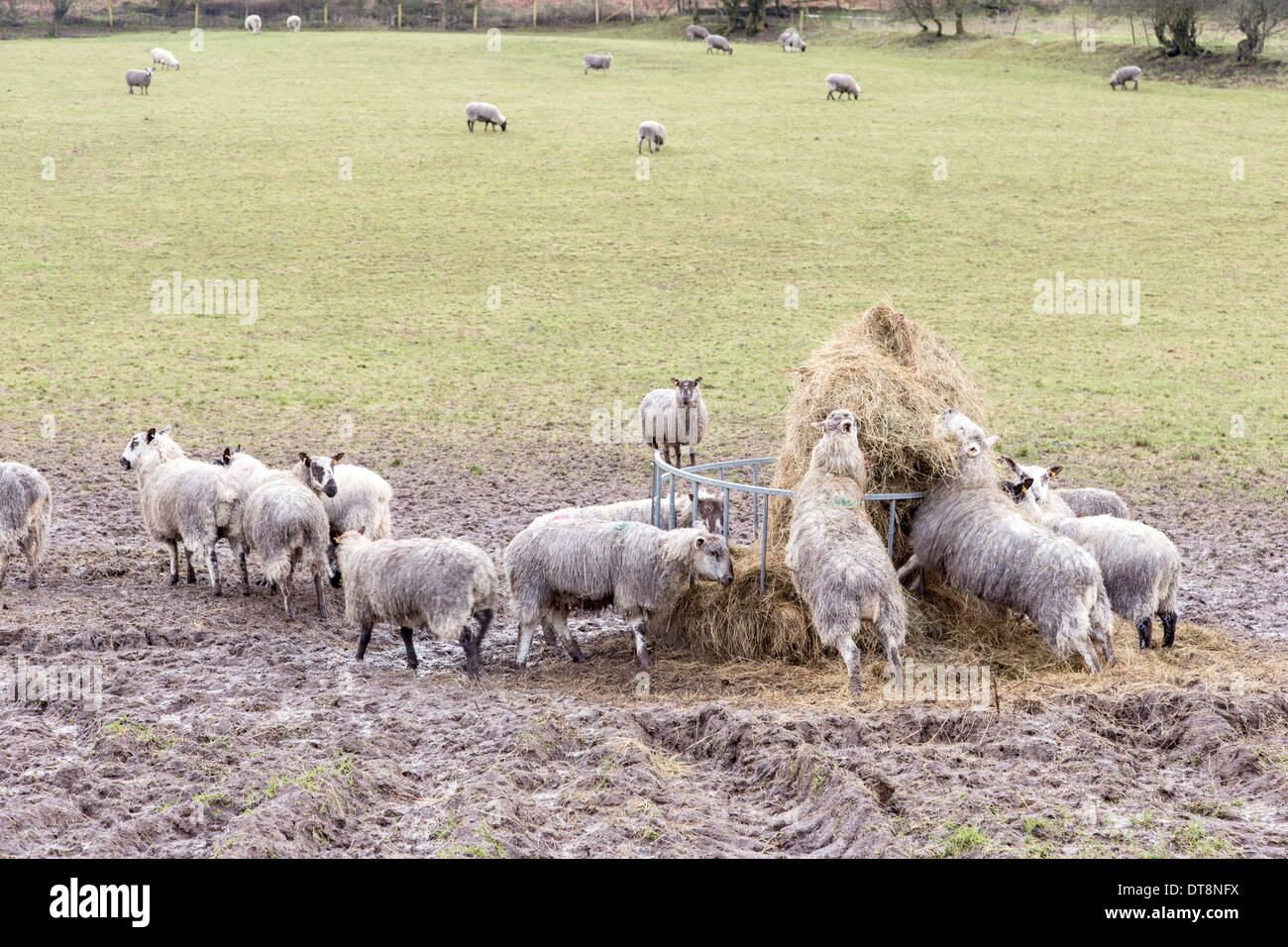 Feeding sheep land hi-res stock photography and images - Alamy