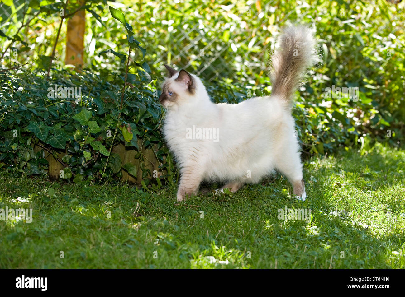 Sacred Birman (chocolate-point) walking on a lawn Stock Photo - Alamy