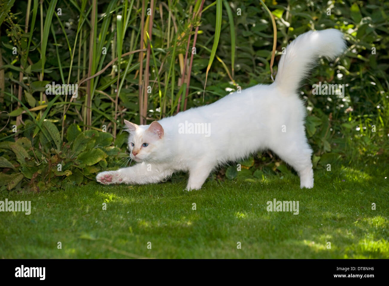 Sacred Birman Tomcat (cream-point, 10 month old) walking on a lawn ...
