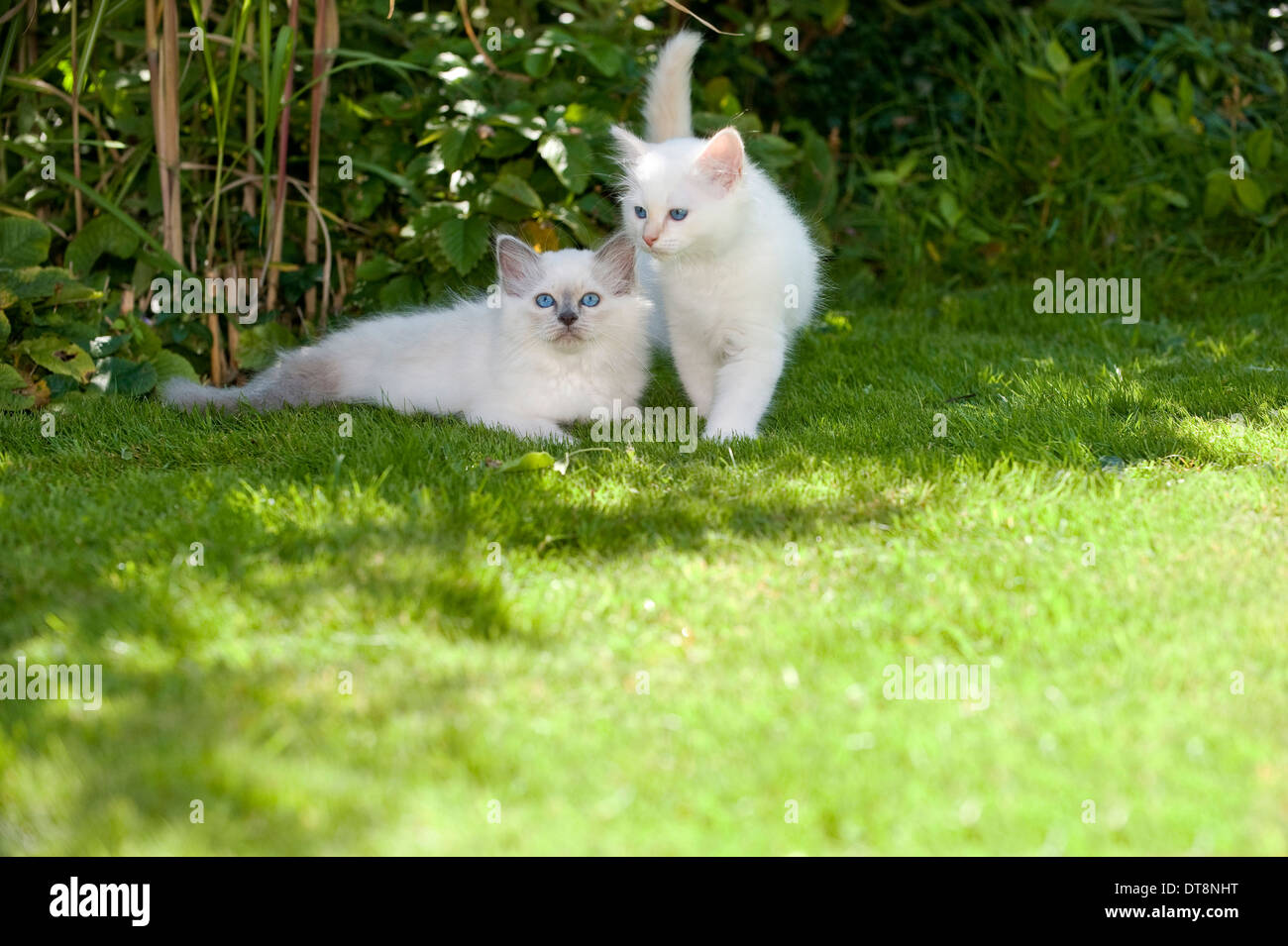 Sacred Birman Two kittens (blue-point and cream-point, 9 weeks old) on ...