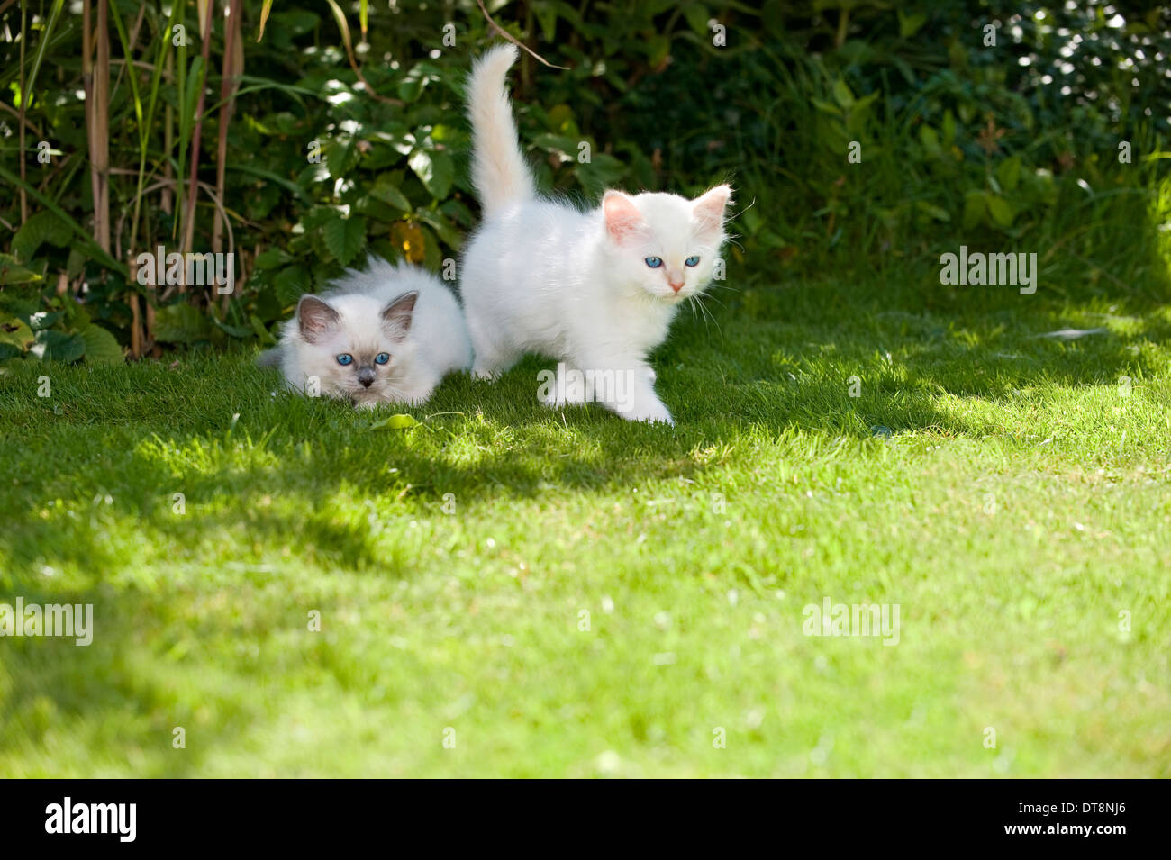 Sacred Birman Two kittens (blue-point and cream-point, 9 weeks old) on ...