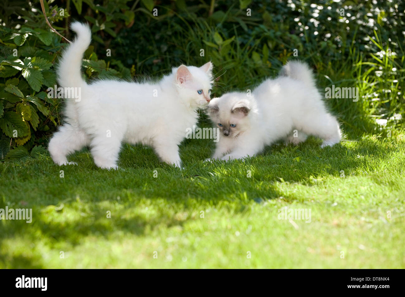 Sacred Birman Two kittens (blue-point and cream-point, 9 weeks old ...