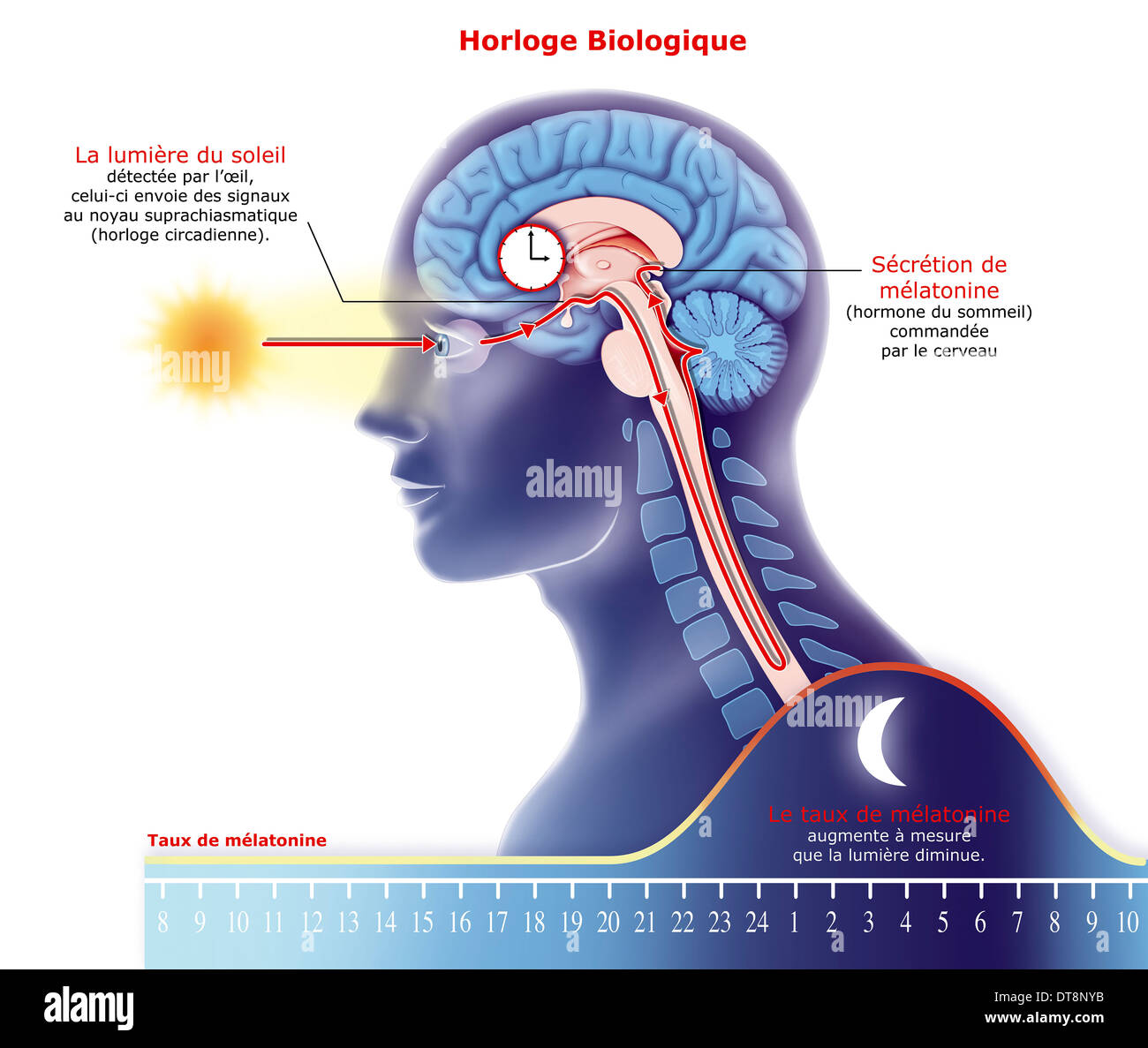 Circadian hi-res stock photography and images - Alamy