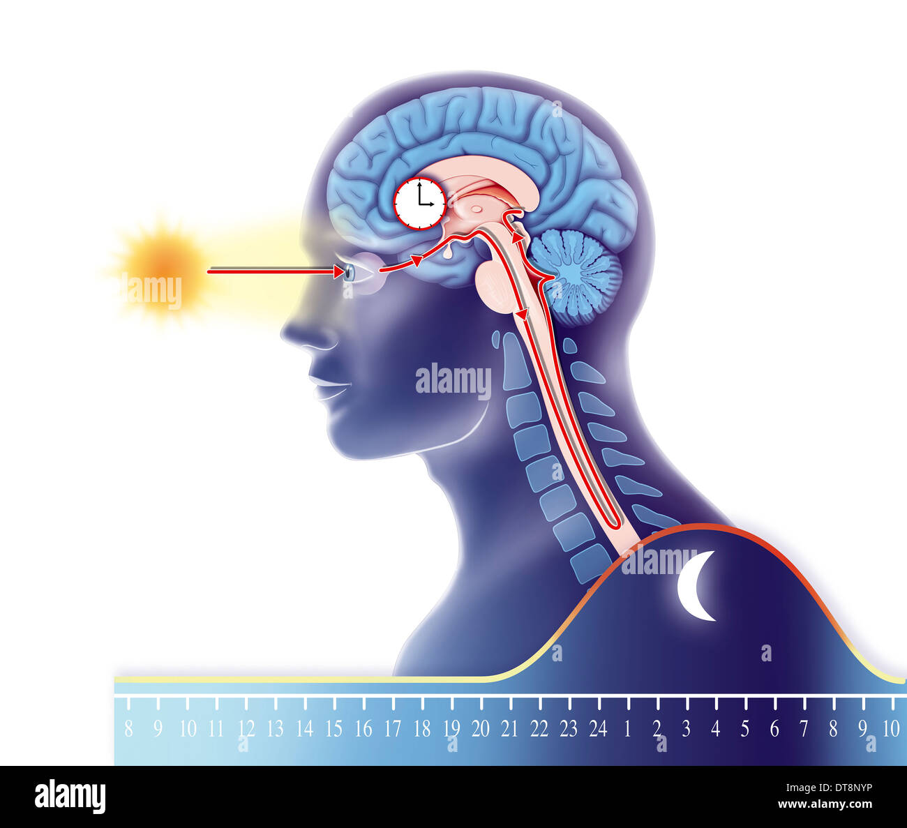Circadian clock hi-res stock photography and images - Alamy