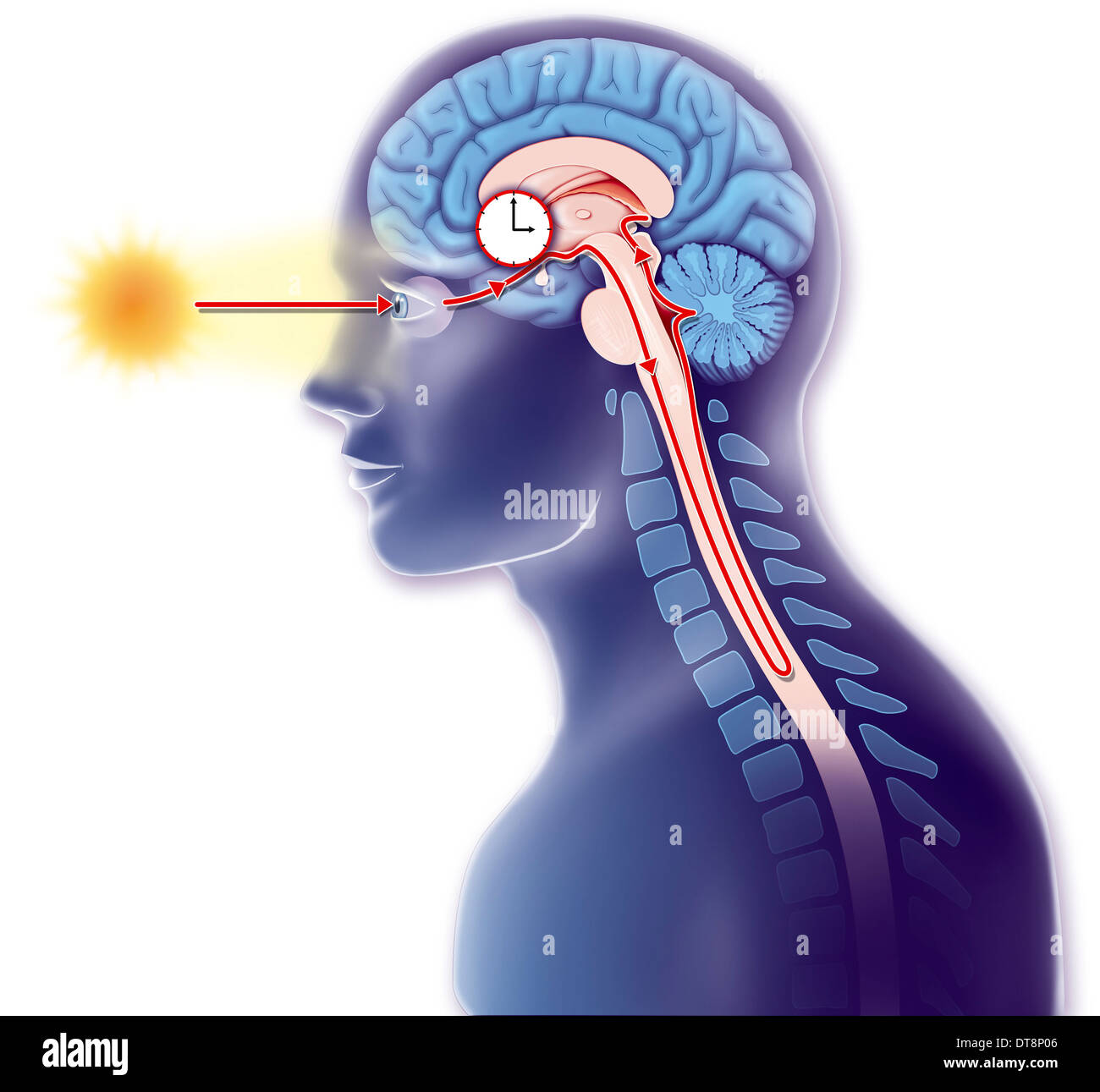 Circadian rhythm hi-res stock photography and images - Alamy