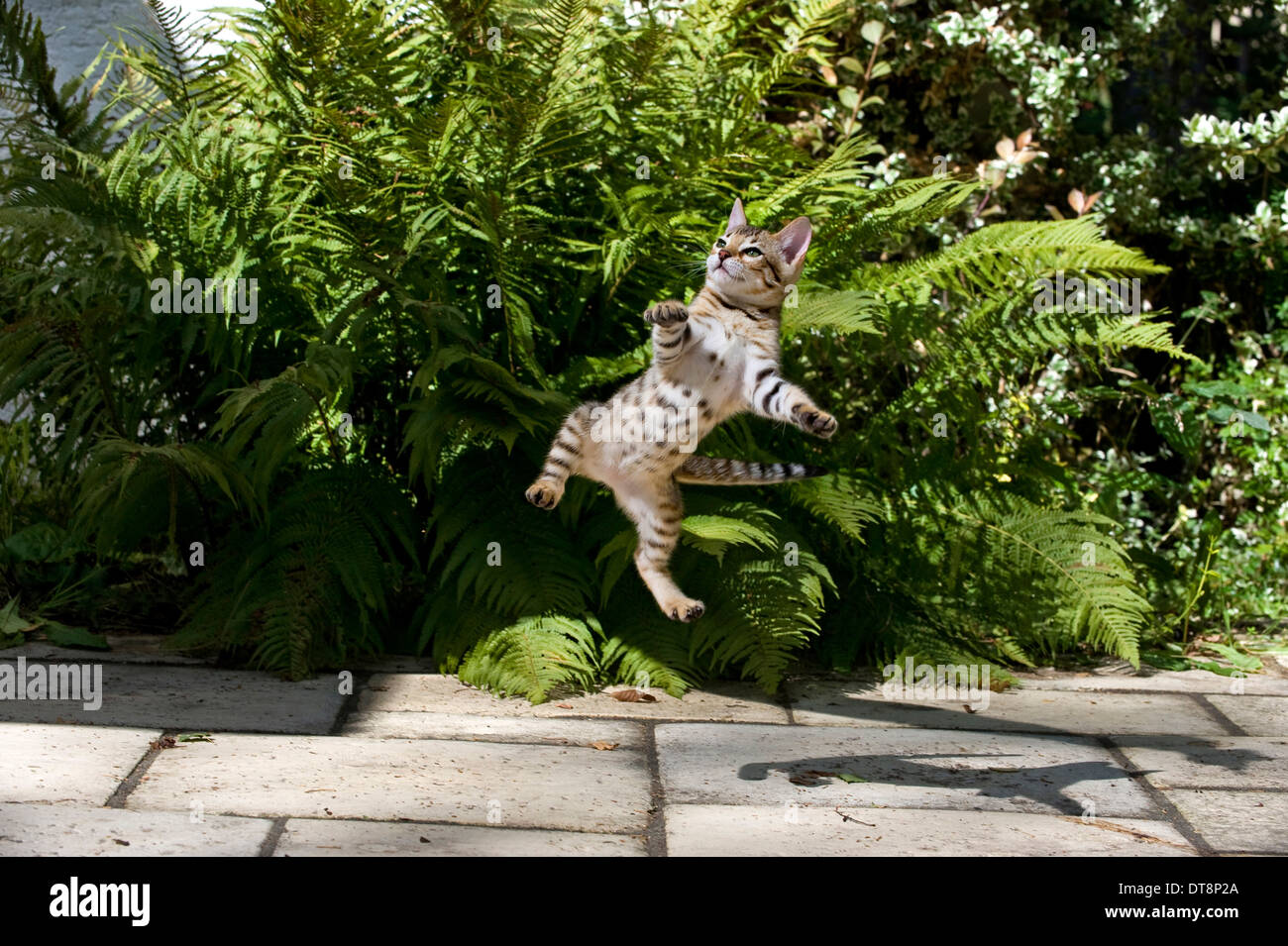 Domestic cat felis catus leaping hi-res stock photography and images ...