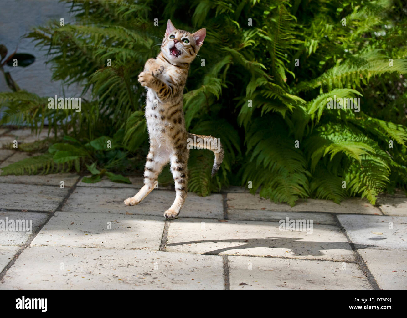 Domestic cat felis catus leaping hi-res stock photography and images ...