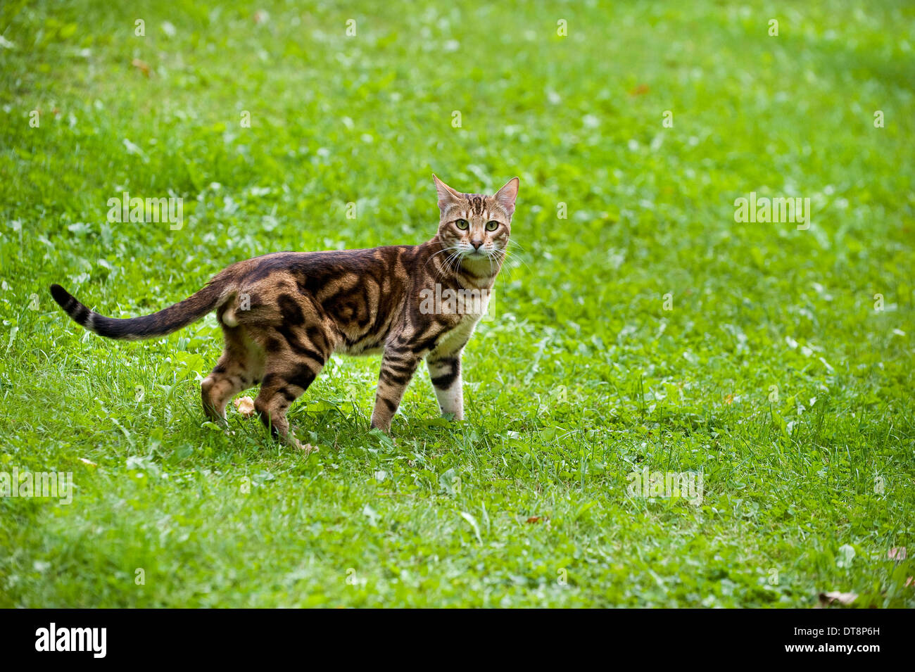 Marbled Cats High Resolution Stock Photography and Images - Alamy