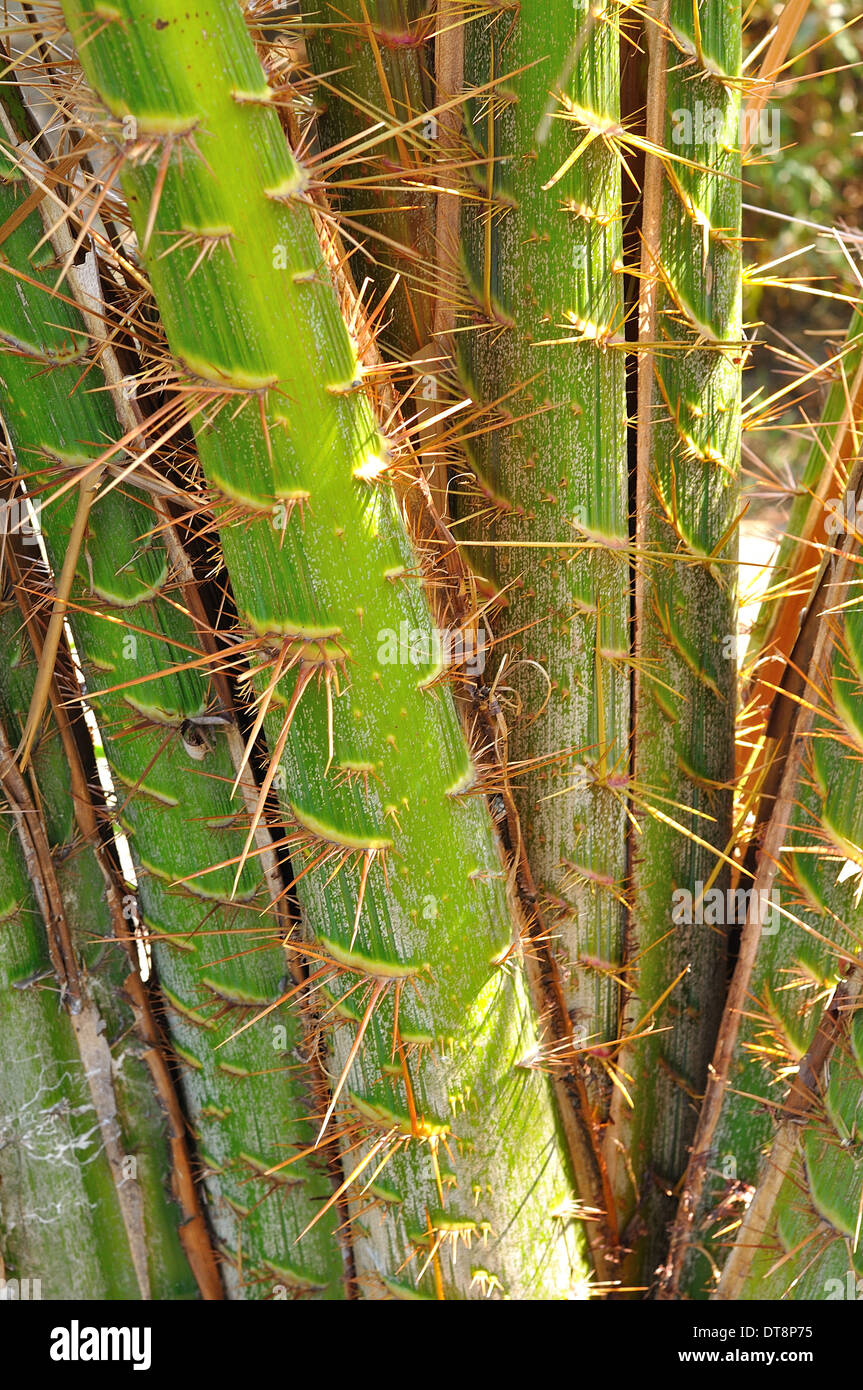 Salacca zalacca thai sweet hi-res stock photography and images - Alamy