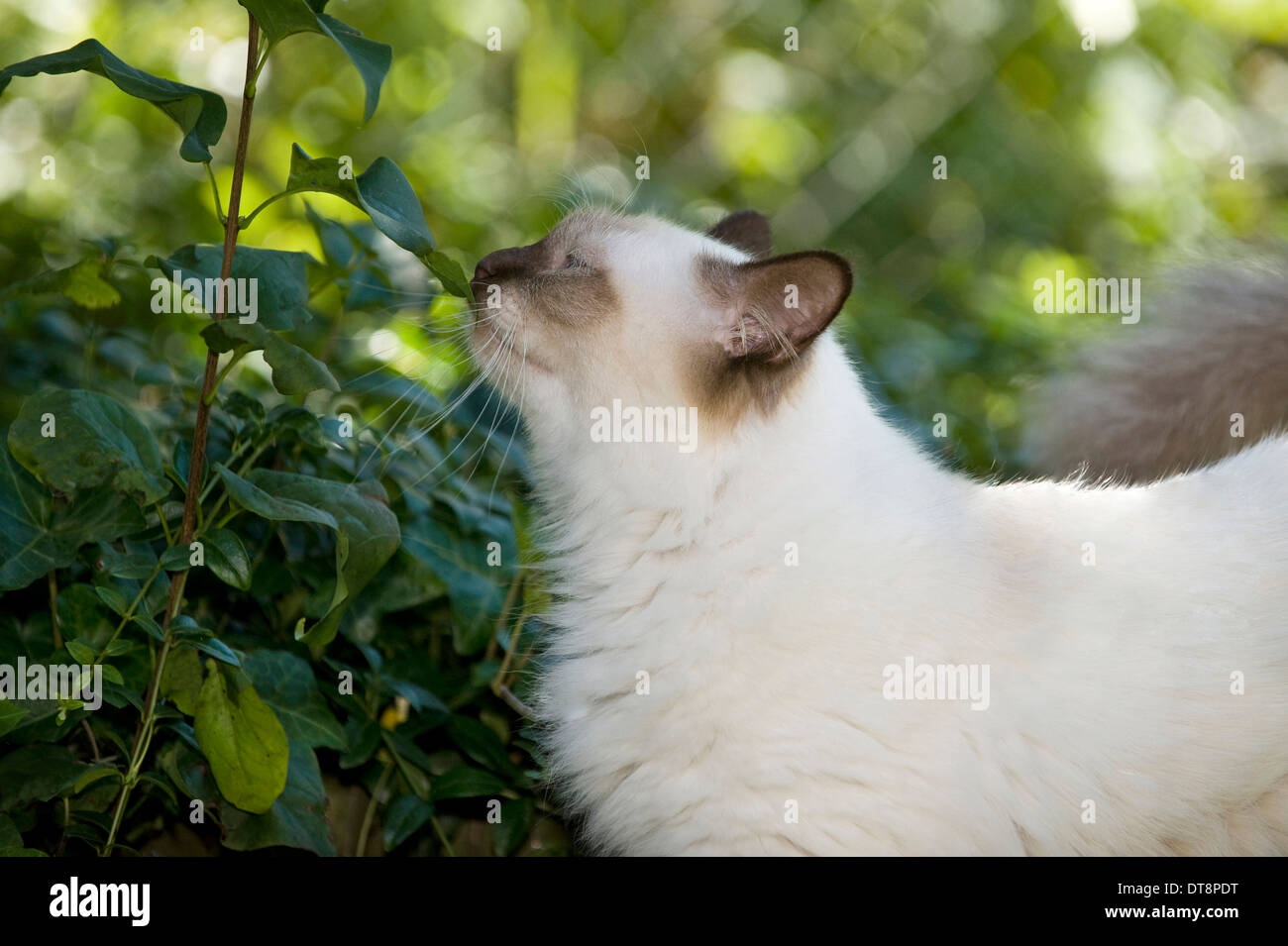 Sacred Birman (chocolate-point) taking a smell at a plant Stock Photo ...