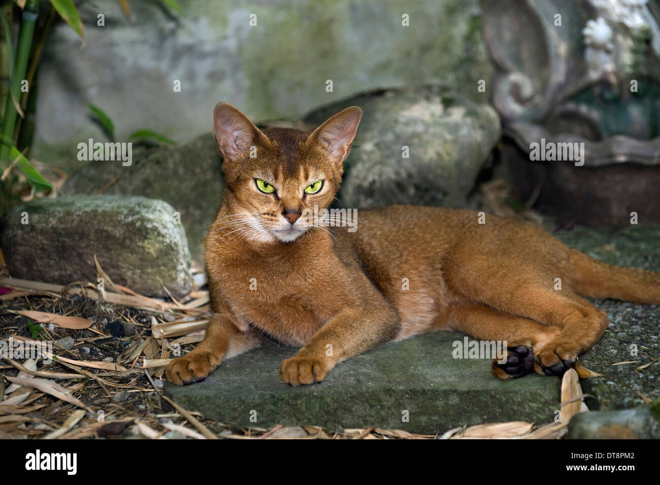 Abyssinian cat Adult female lying next to stone containers in a garden ...